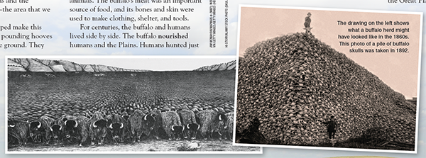 Stacks Of Buffalo Bones