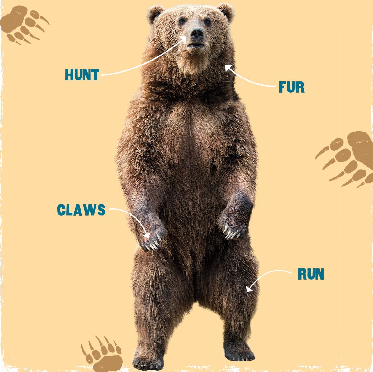 Grizzly Bear Digestion