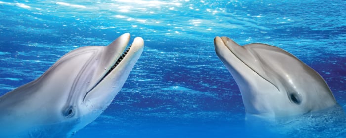 Grammar Bot Needs Your Help!