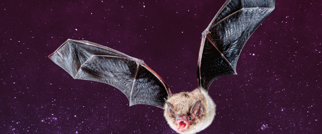 Bats: Spooky or Sweet?