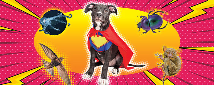 Pick Your (Animal) Superpower