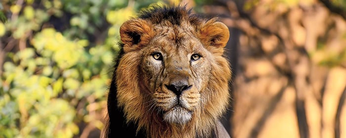 The Lion Queens