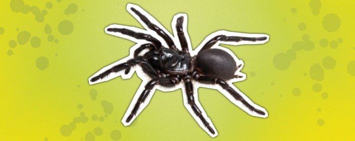 Could This Spider Save Your Life?