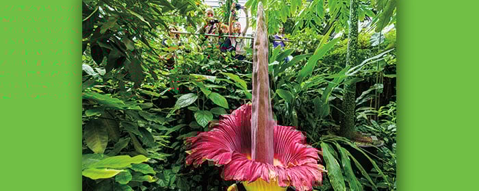 Don't Sniff That Flower